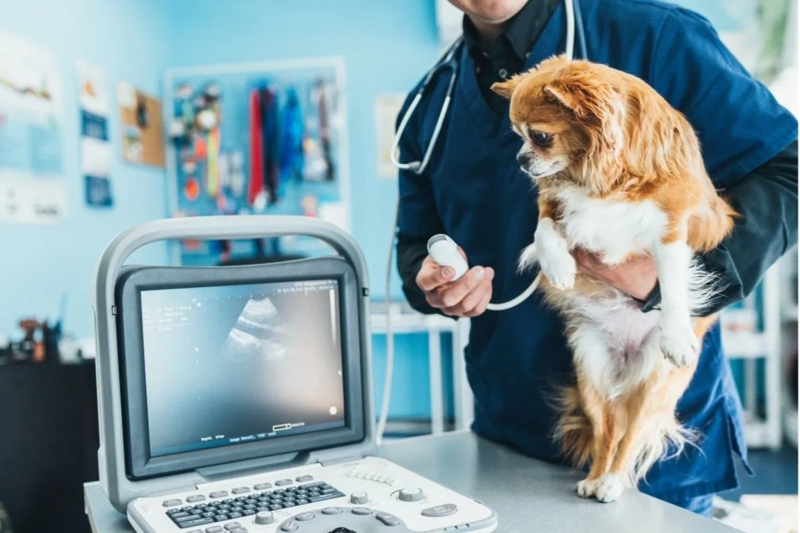 Lakeview Animal Hospital