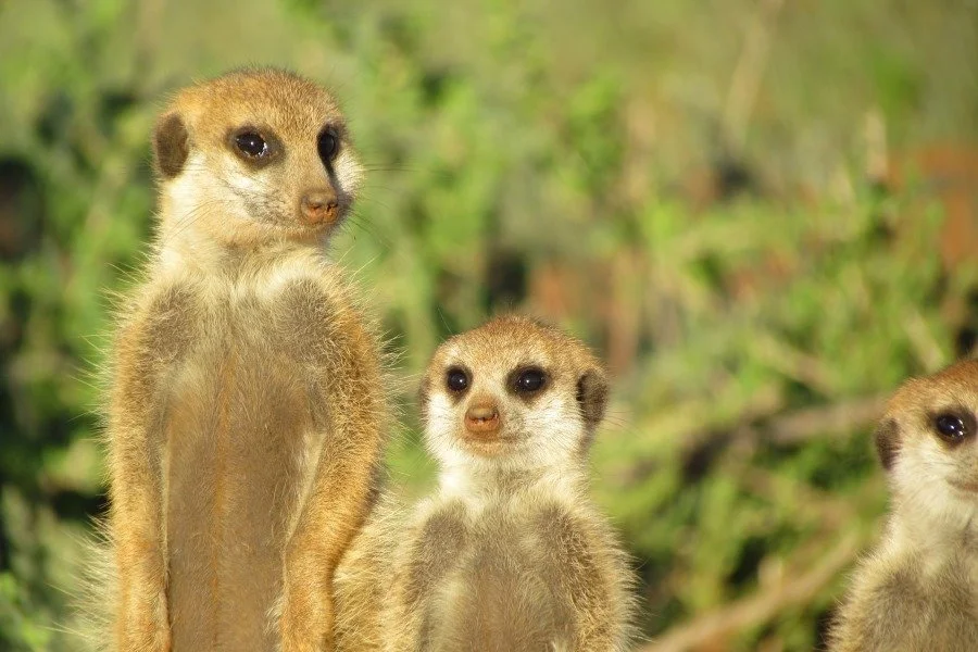 Best of East Africa — wanderlusttravelexperts