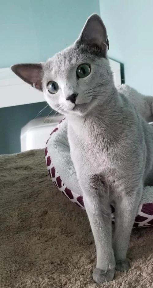 Kazakh Russian Blues - CFA Registered Cattery in Kentucky, USA