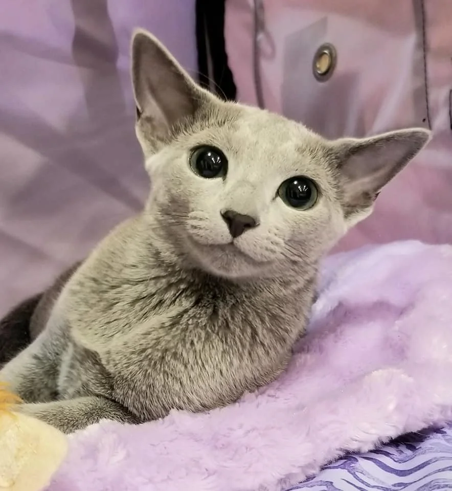 Kazakh Russian Blues - CFA Registered Cattery in Kentucky, USA