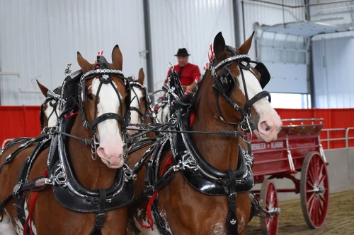 Visit the Fair — Ancaster Agricultural Society