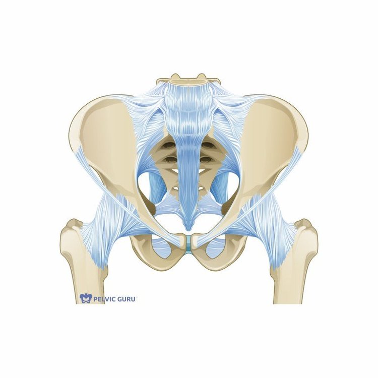 What is pelvic floor physical therapy? — Flourish Physical Therapy