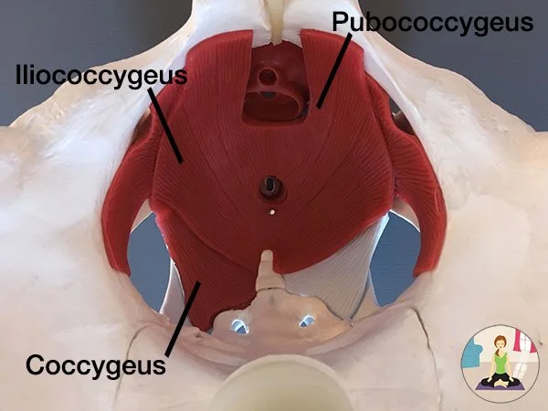 What Is Pelvic Floor Physical Therapy — Flourish Physical Therapy