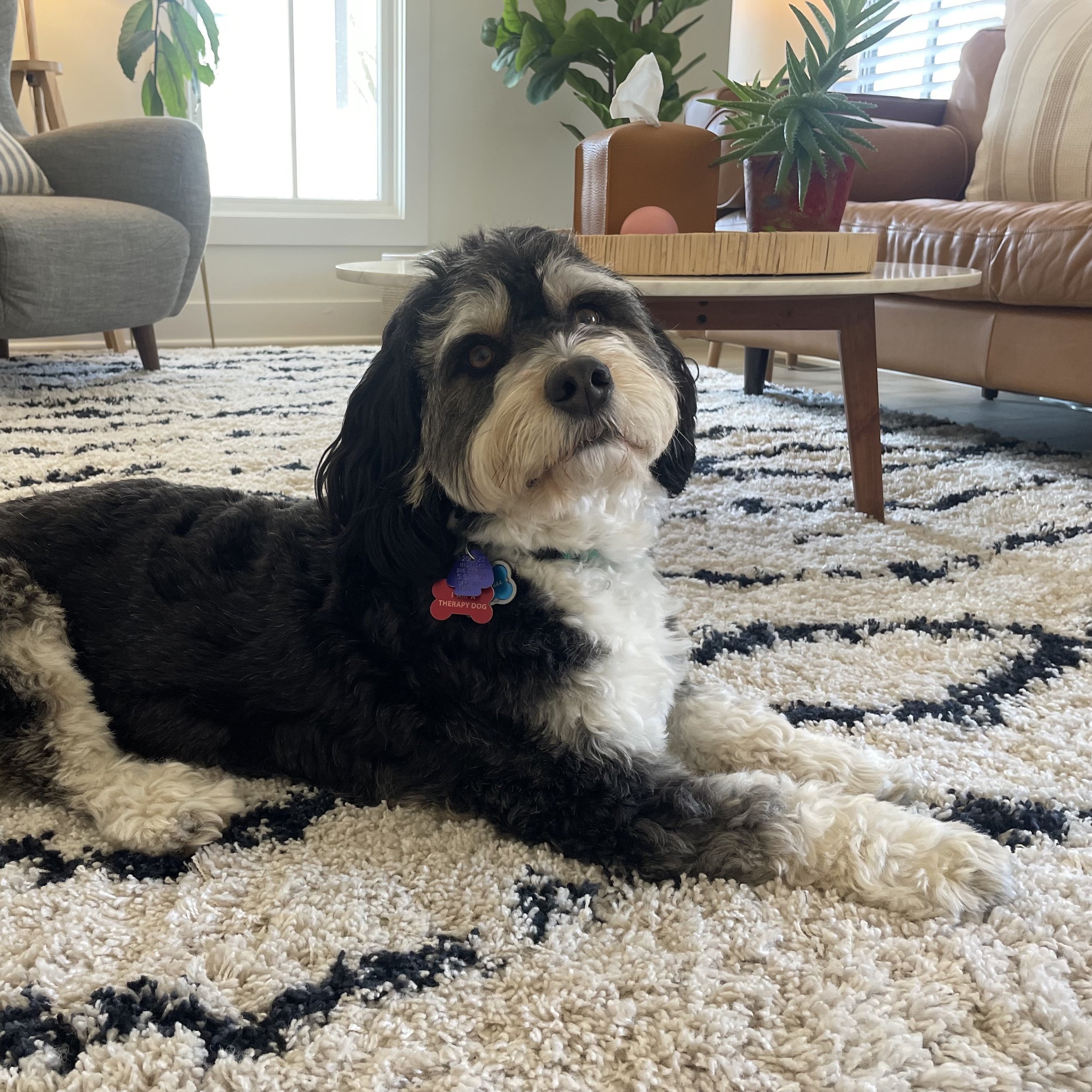 Benji - Plymouth, Northville, Ann Arbor, MI - Reset Brain And Body