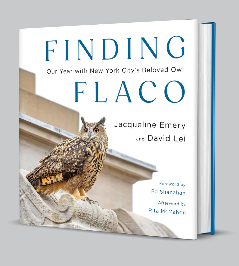 Finding Flaco: Our Year with New York City's Beloved Owl