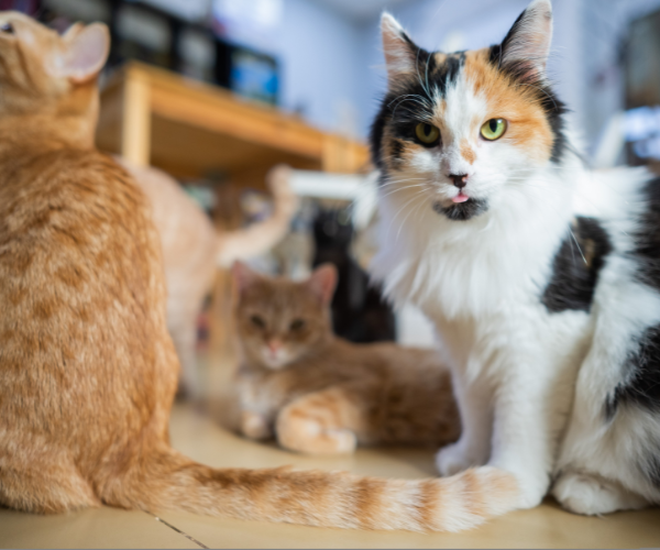 Meet the Cats | Purrrlandia Cat Lounge & Cafe