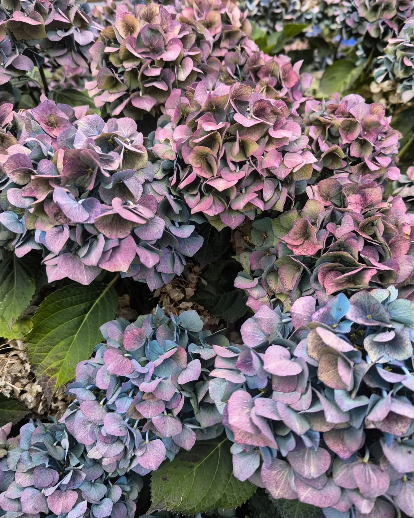 Natalie Rossiter Wellbeing