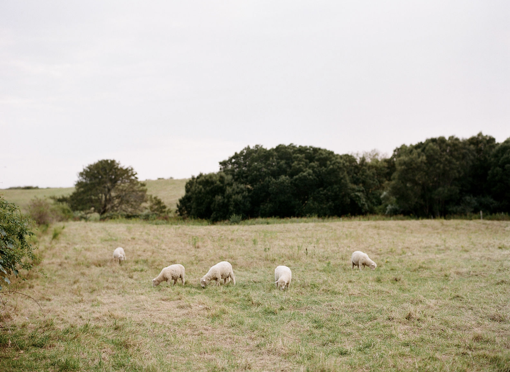 Allen Farm Sheep & Wool Company, Martha's Vineyard
