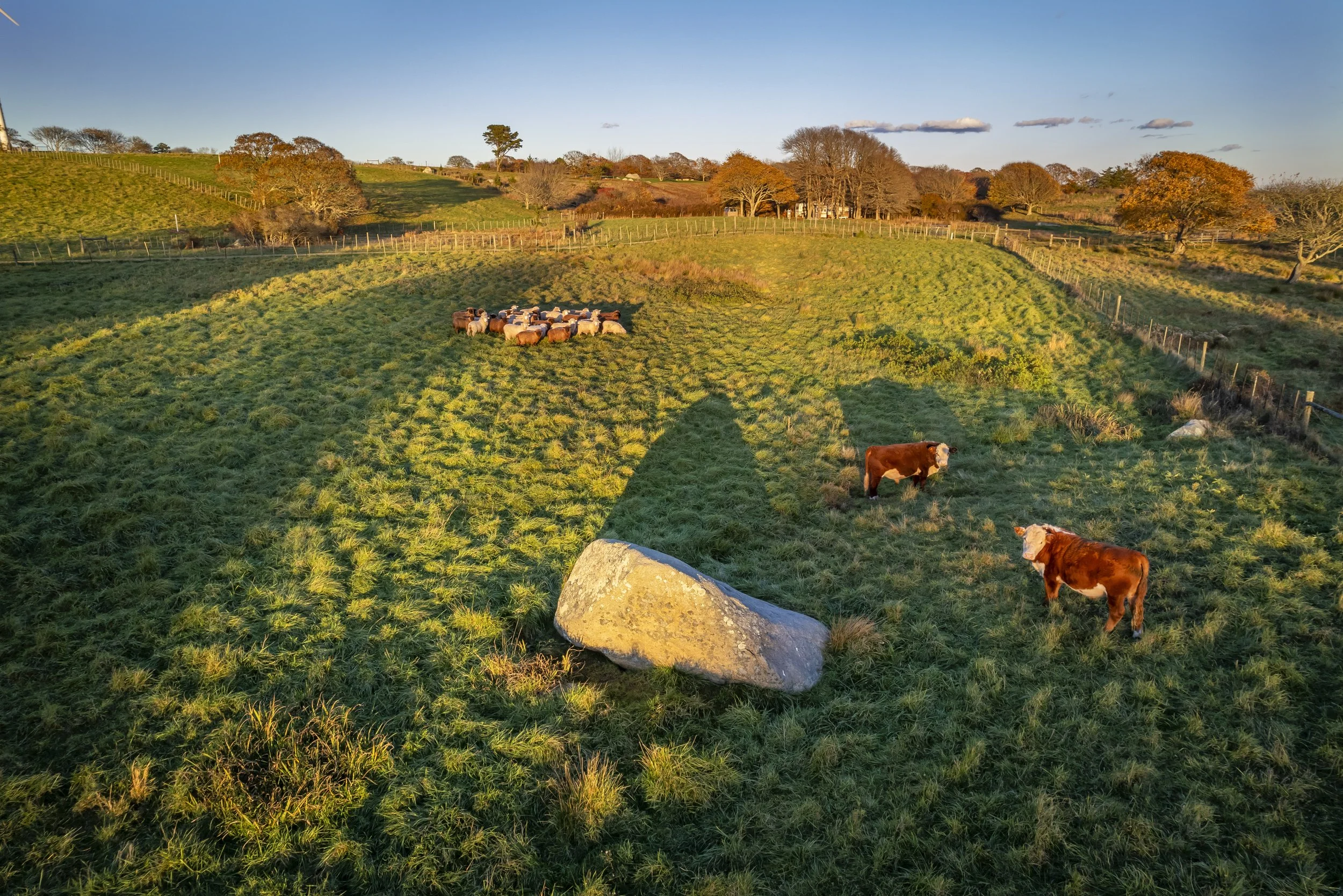 Allen Farm Sheep & Wool Company, Martha's Vineyard