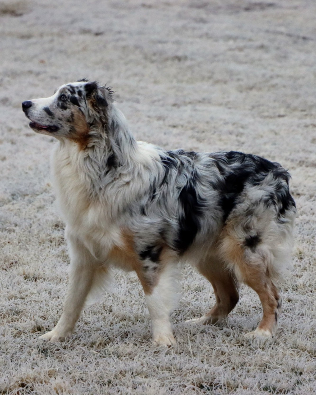 Contact — S&K Aussies N' Rotties