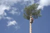 Jake's Tree Service | Tree Care, Trimming & Removal