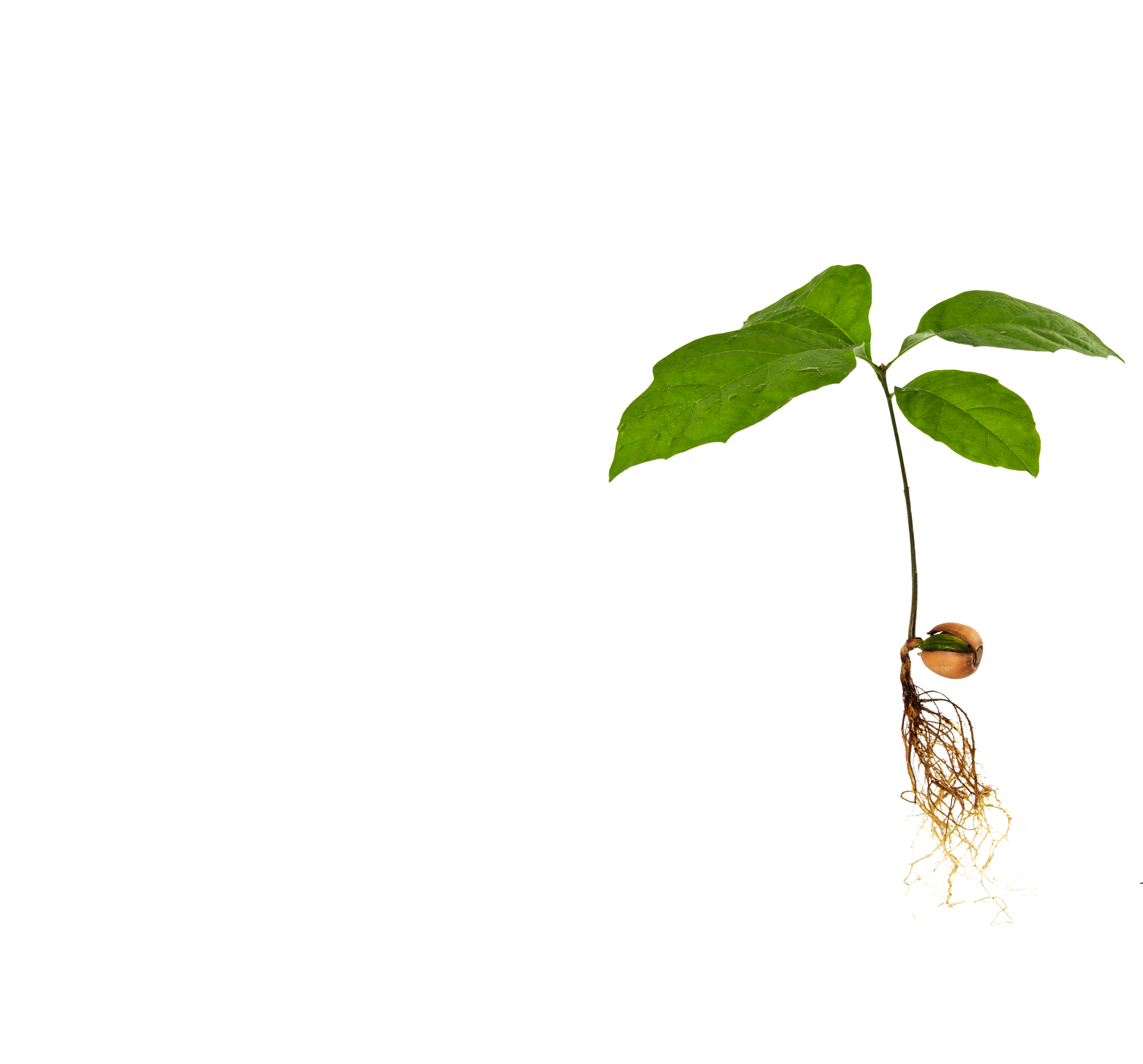 RADICLE science and technology engagement & pathways