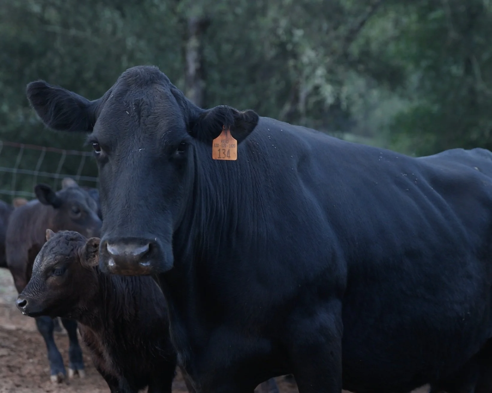 El Dorado Beef and Cattle Company | Quality Grass-Fed Angus Beef | Bulk ...