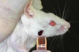 Goldenrod Blood Lancets for Use on Mice — MEDIpoint