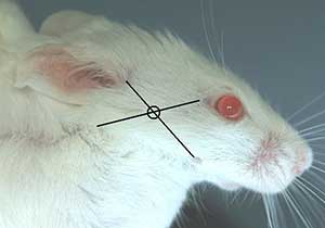 Goldenrod Blood Lancets for Use on Mice — MEDIpoint