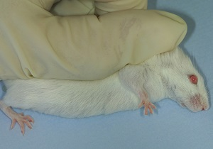 Goldenrod Blood Lancets for Use on Mice — MEDIpoint