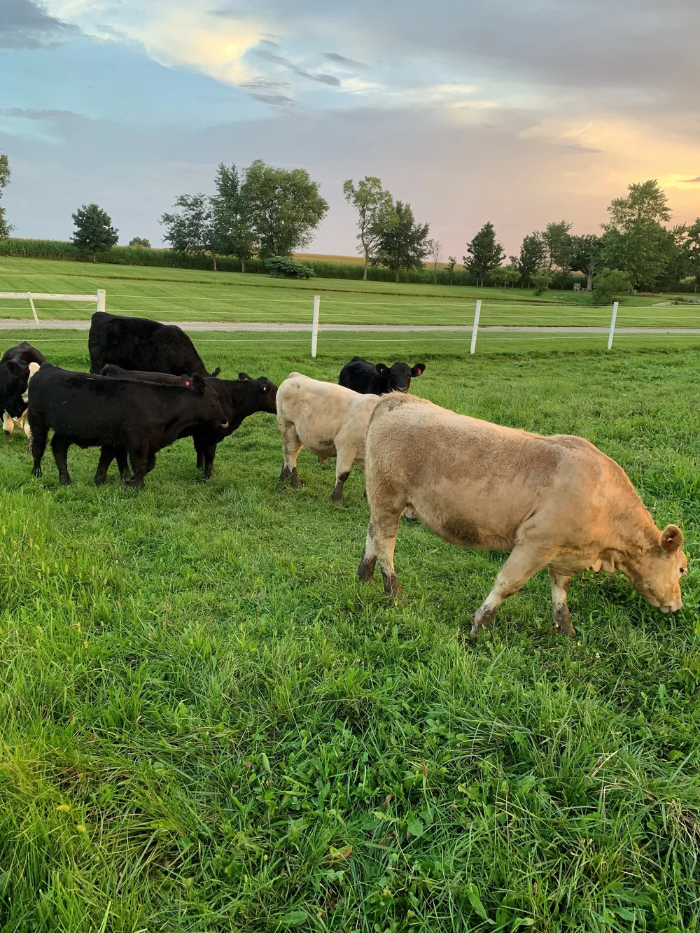 Stumptown Cattle Company | High-Quality Beef | Grass-Fed & Grain ...