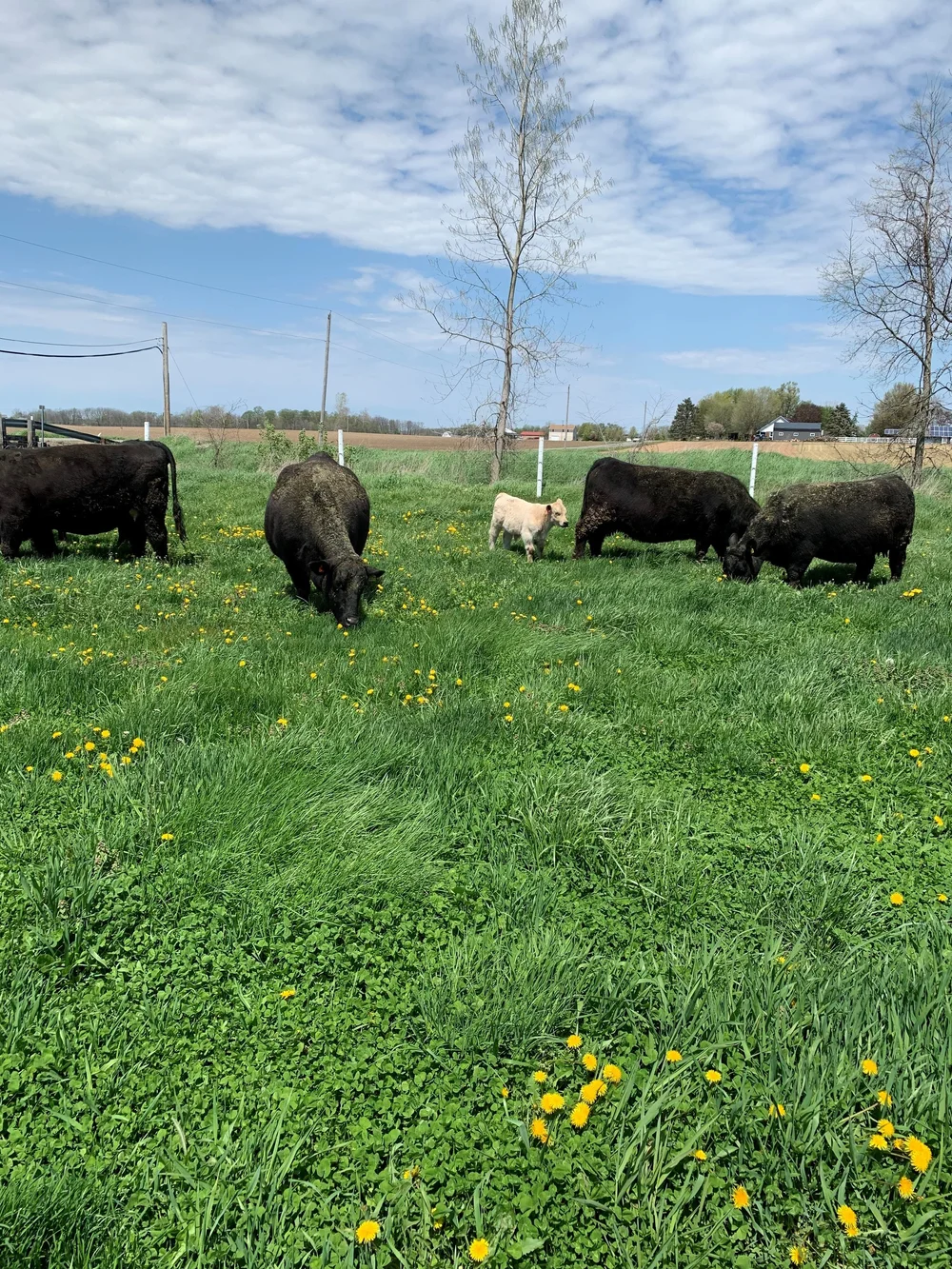 Stumptown Cattle Company | High-Quality Beef | Grass-Fed & Grain ...