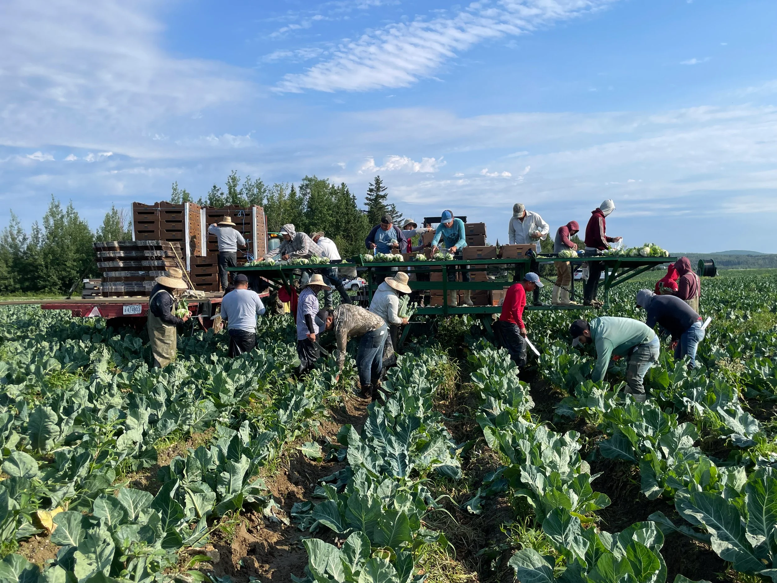 Commercial and Donated Crops | Our Products — Circle B Farms