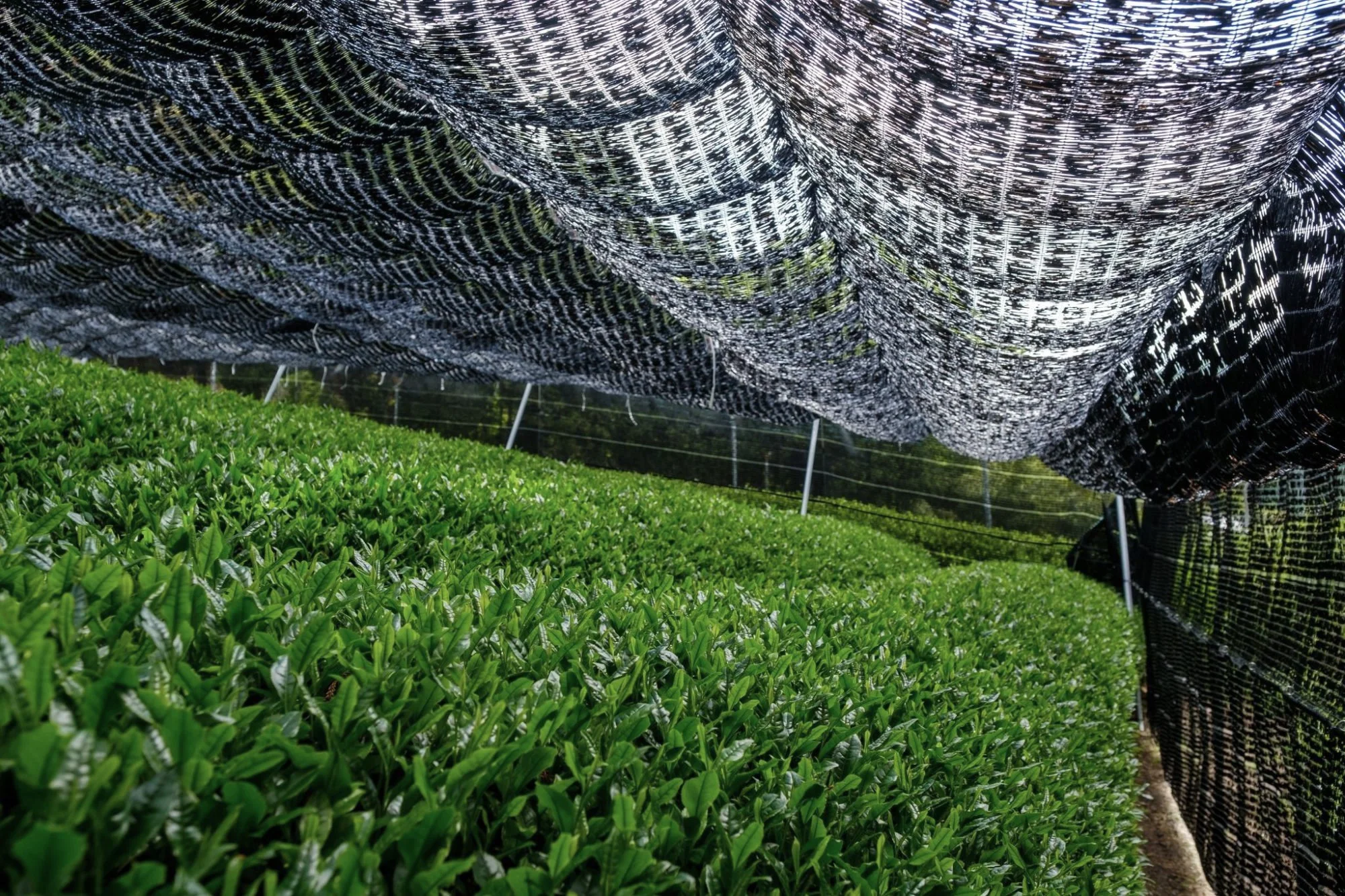 How Matcha Is Made: From Tea Leaf to Powder | Copper Tea