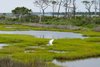 Wetlands-migration — WETLANDS WATCH