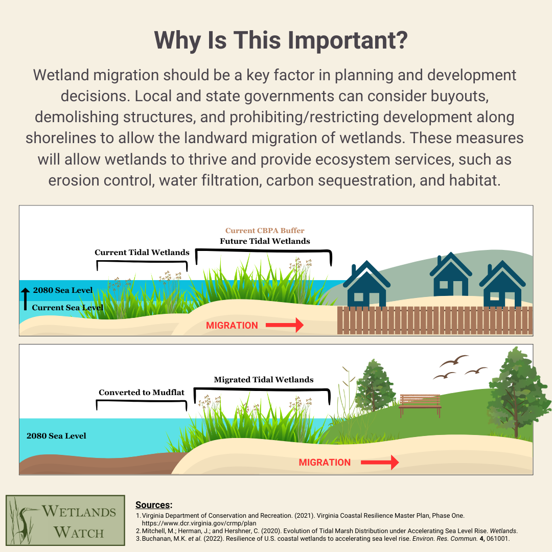 As Sea Levels Rise, Wetlands Must Migrate to Survive — WETLANDS WATCH