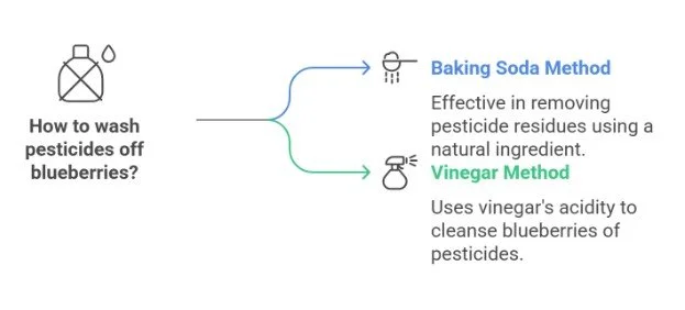 Best Way to Clean Blueberries & Remove Pesticides — ANHCO