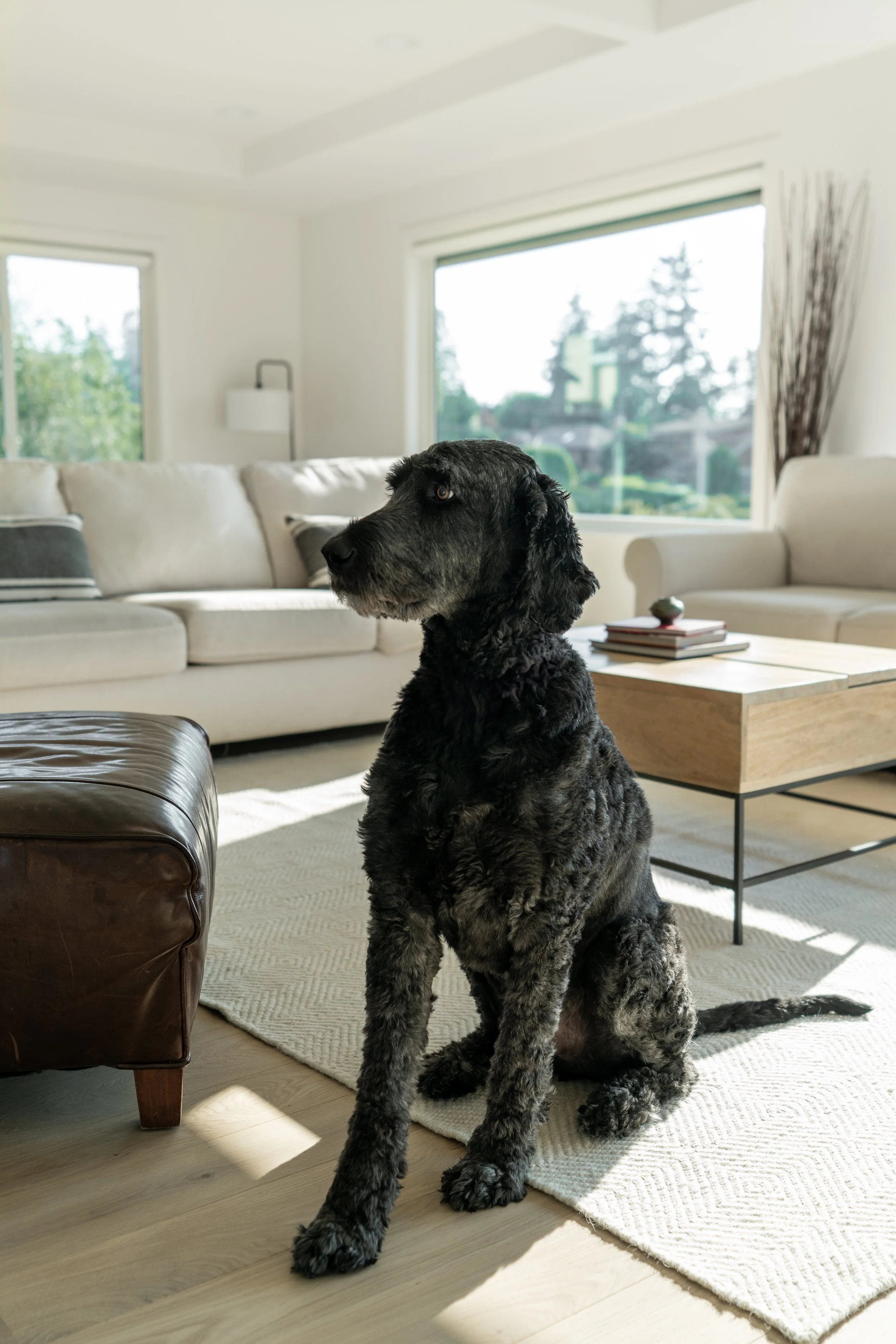 Design with Pets in Mind — H2D Architecture + Design
