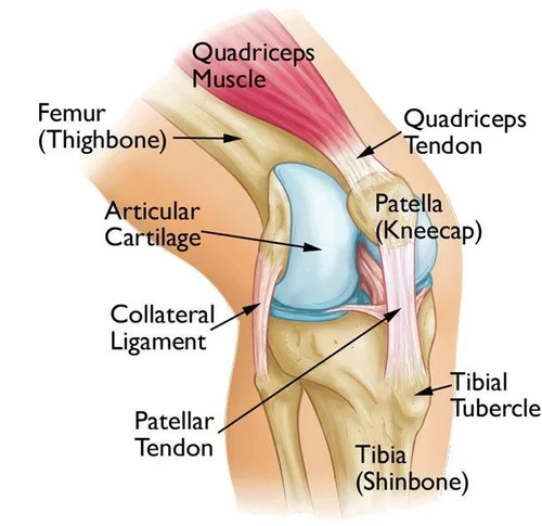 Runner's Knee – Patellofemoral Pain Syndrome (PFPS) - The Most Common ...