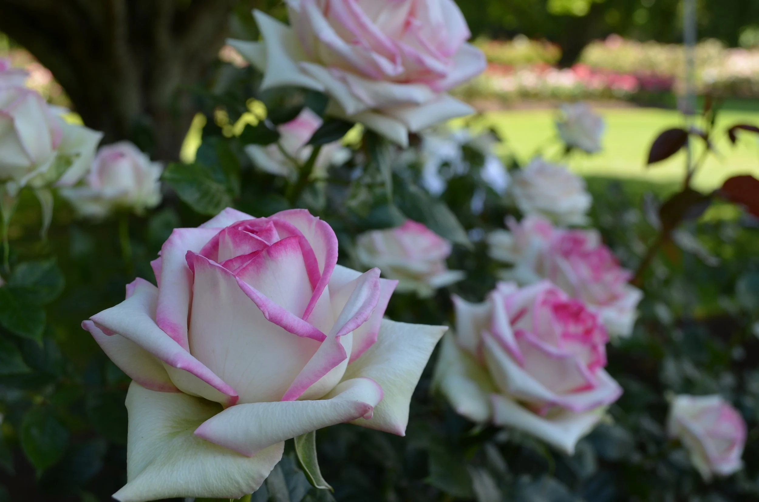 Let's Learn — Pacific Rose Bowl Festival