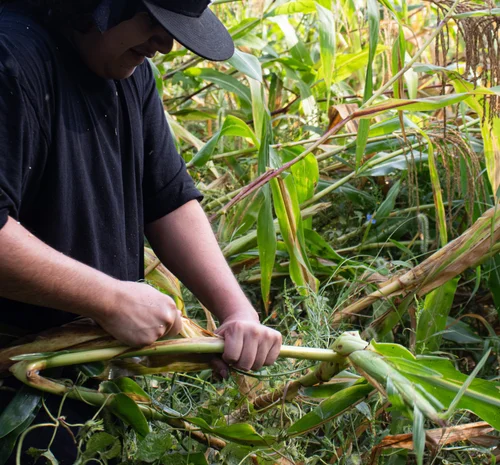 Kickapoo Nation School