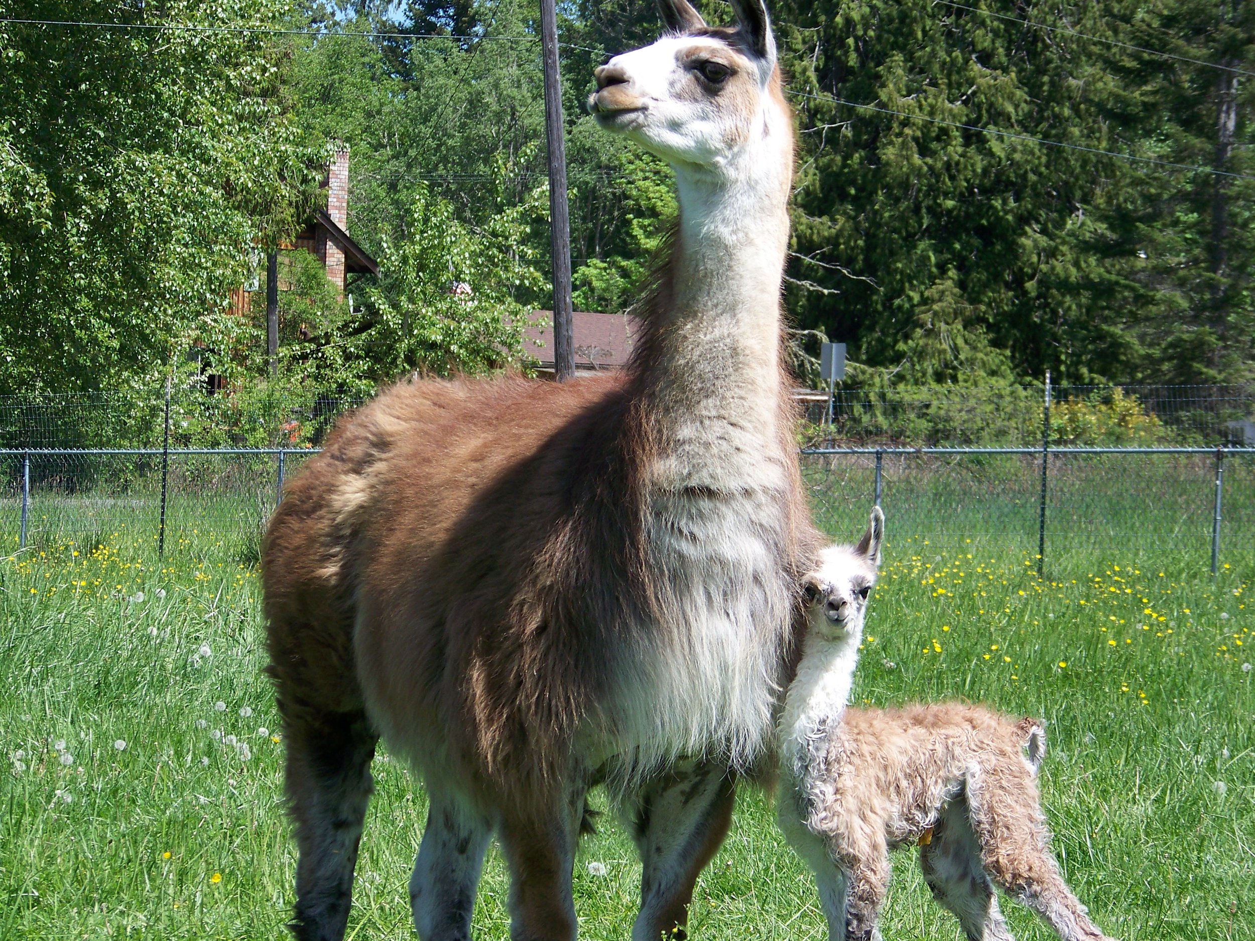 Meet the Moms — Mt Angeles High Valley Llama