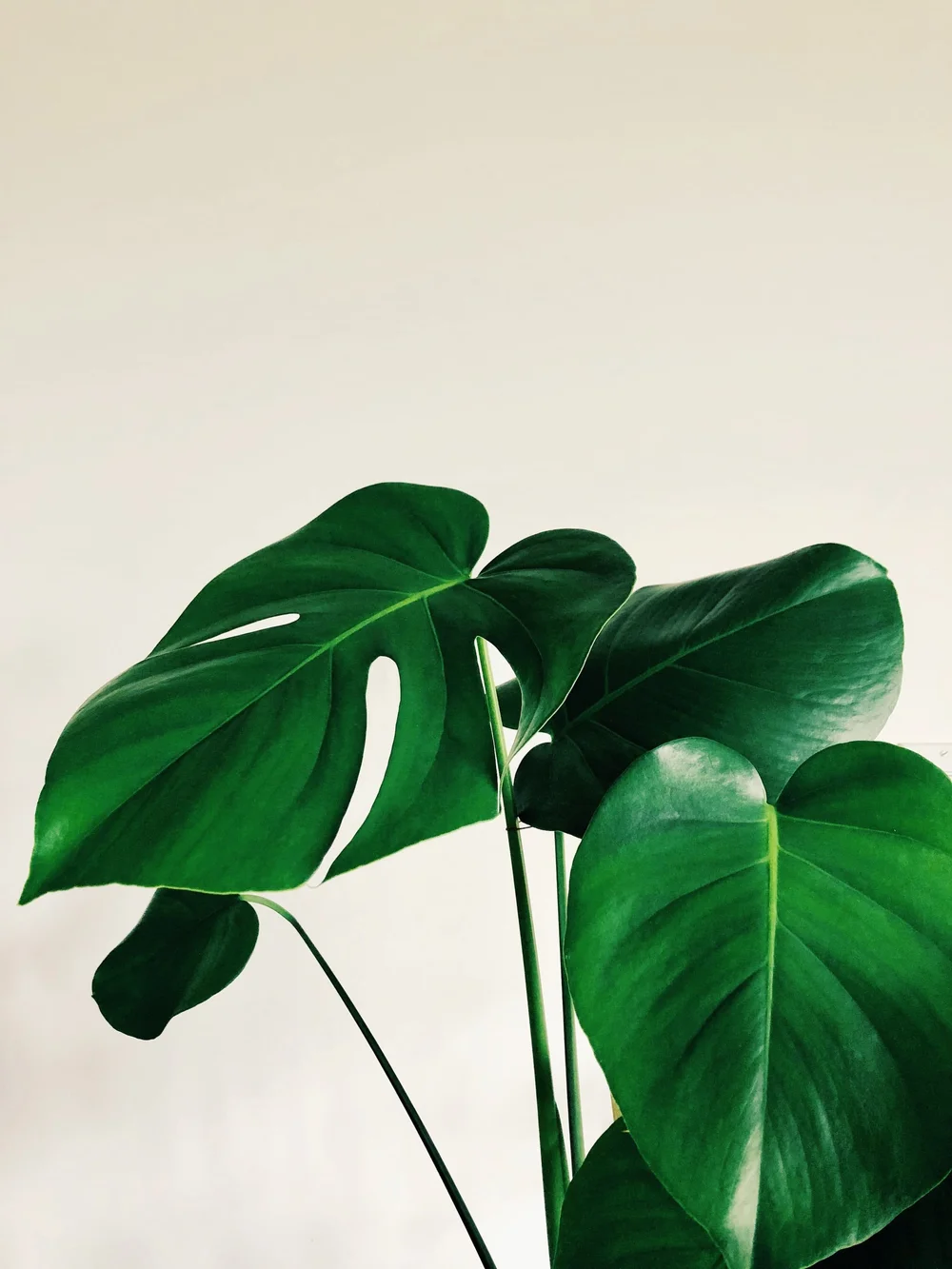 Packages — Southern Streams Ranch