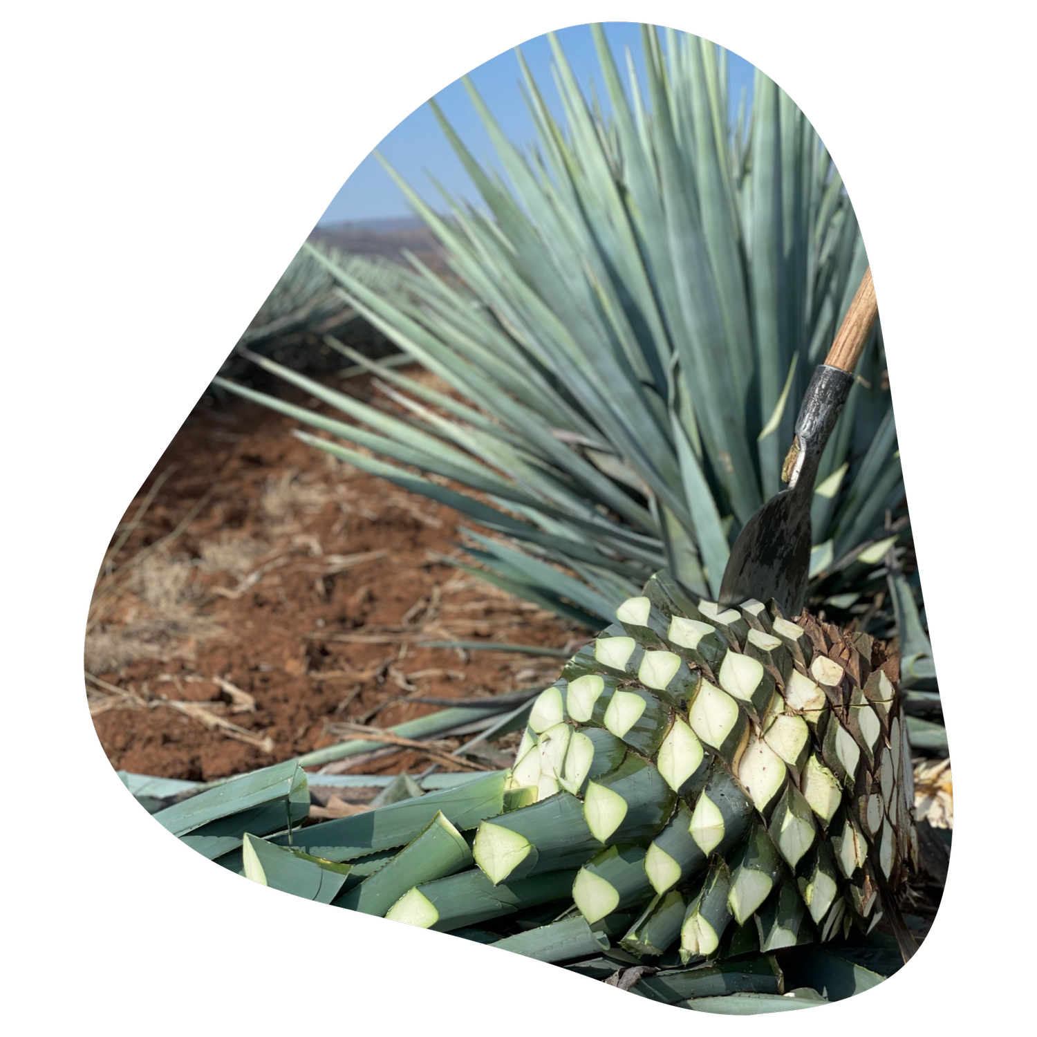About — Carabuena Tequila