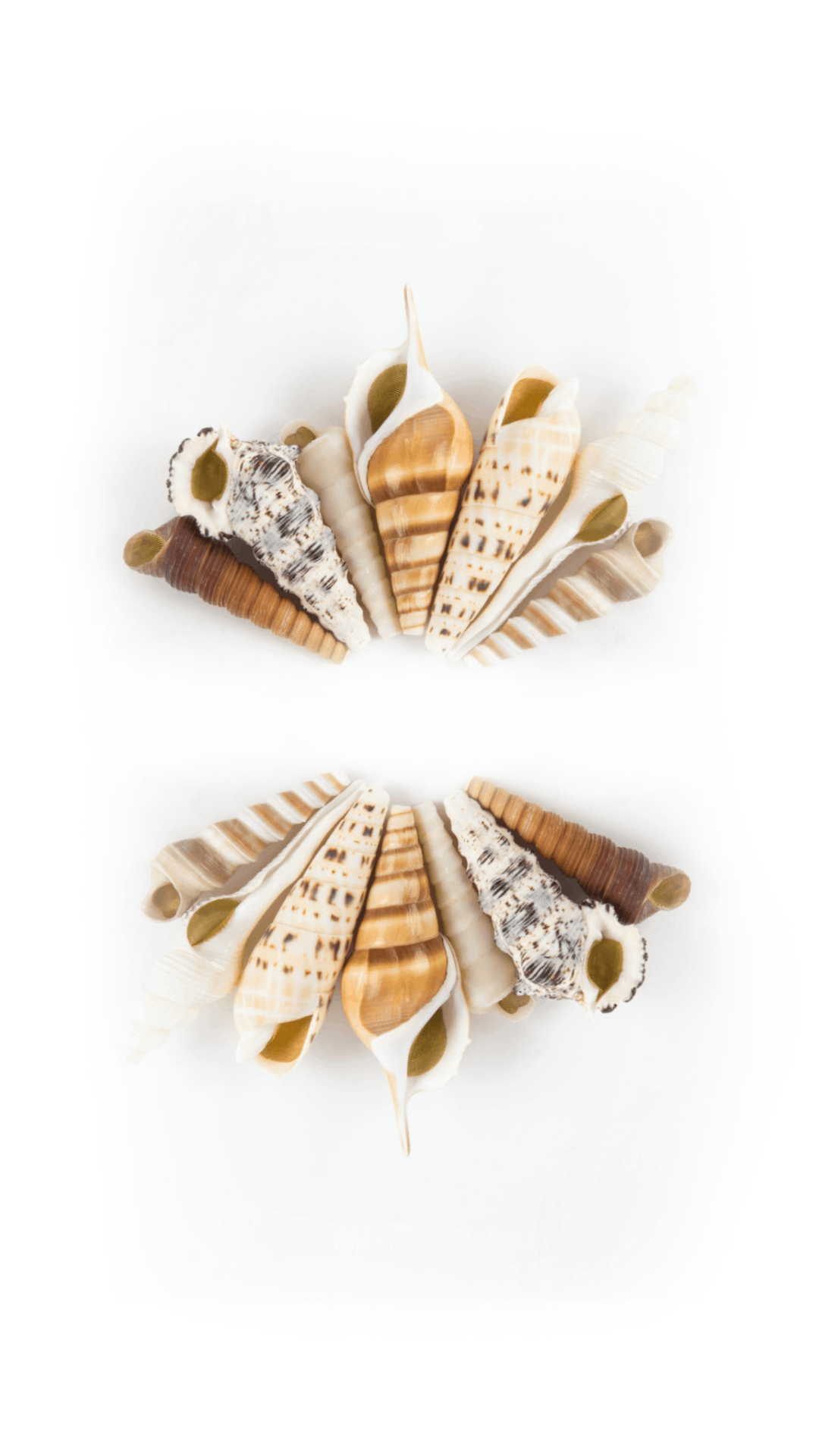 OceanTokes | Sea Shell Smoking Pipes