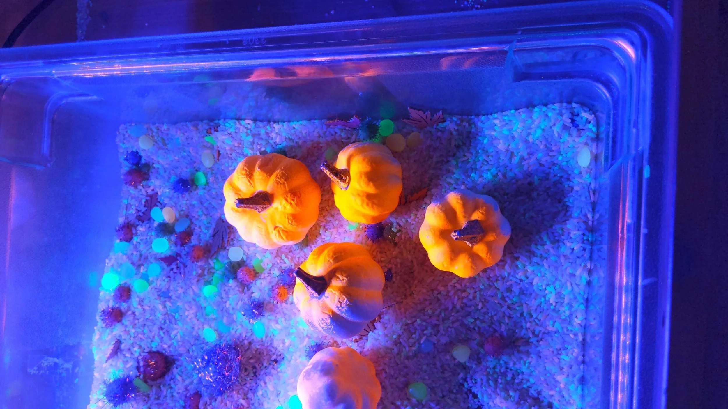 Fintastic Pumpkin Glow at the Adventure Aquarium — Garden State ...