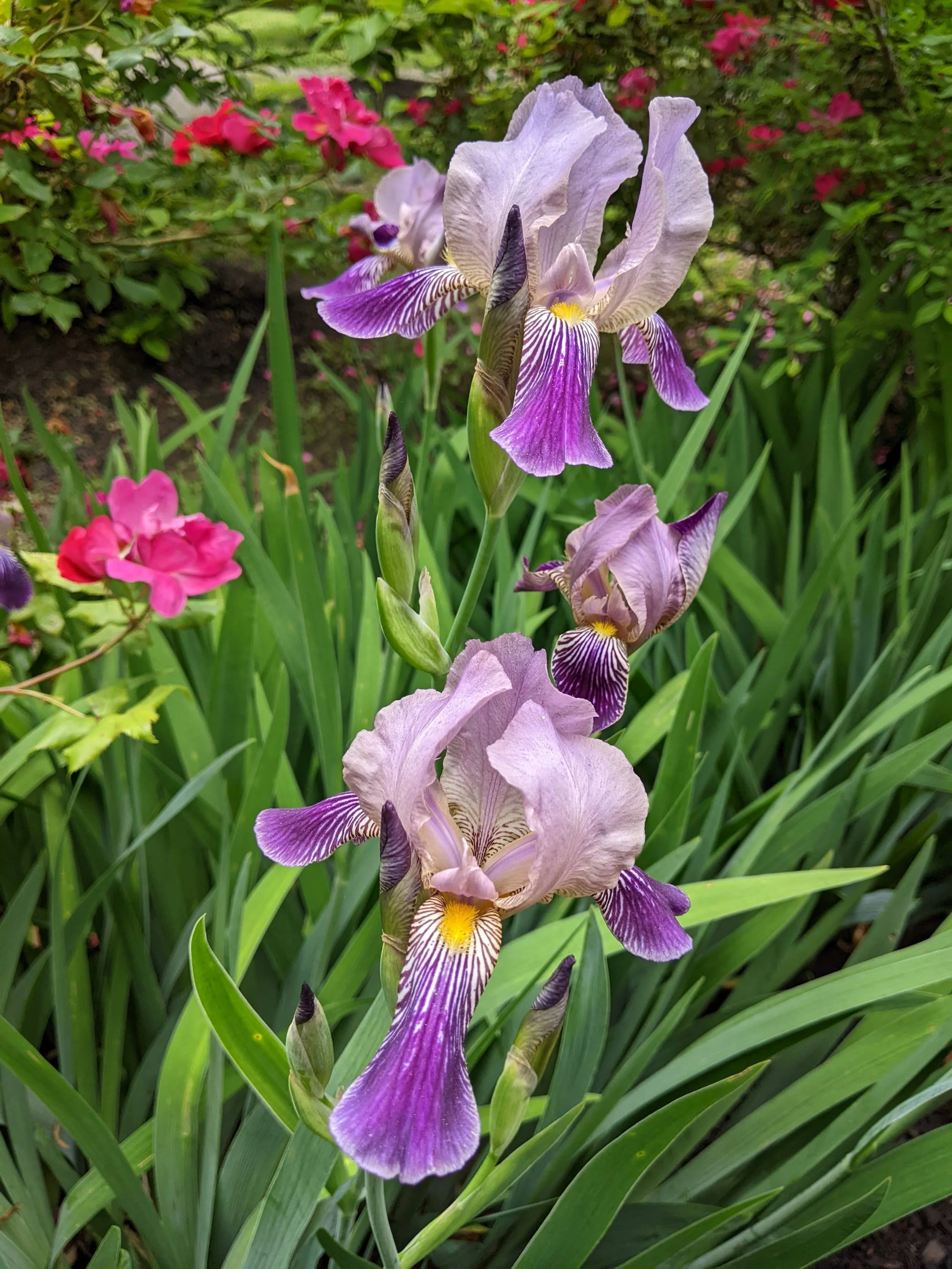 Best Places to See Springtime Flowers Bloom in New Jersey — Garden ...