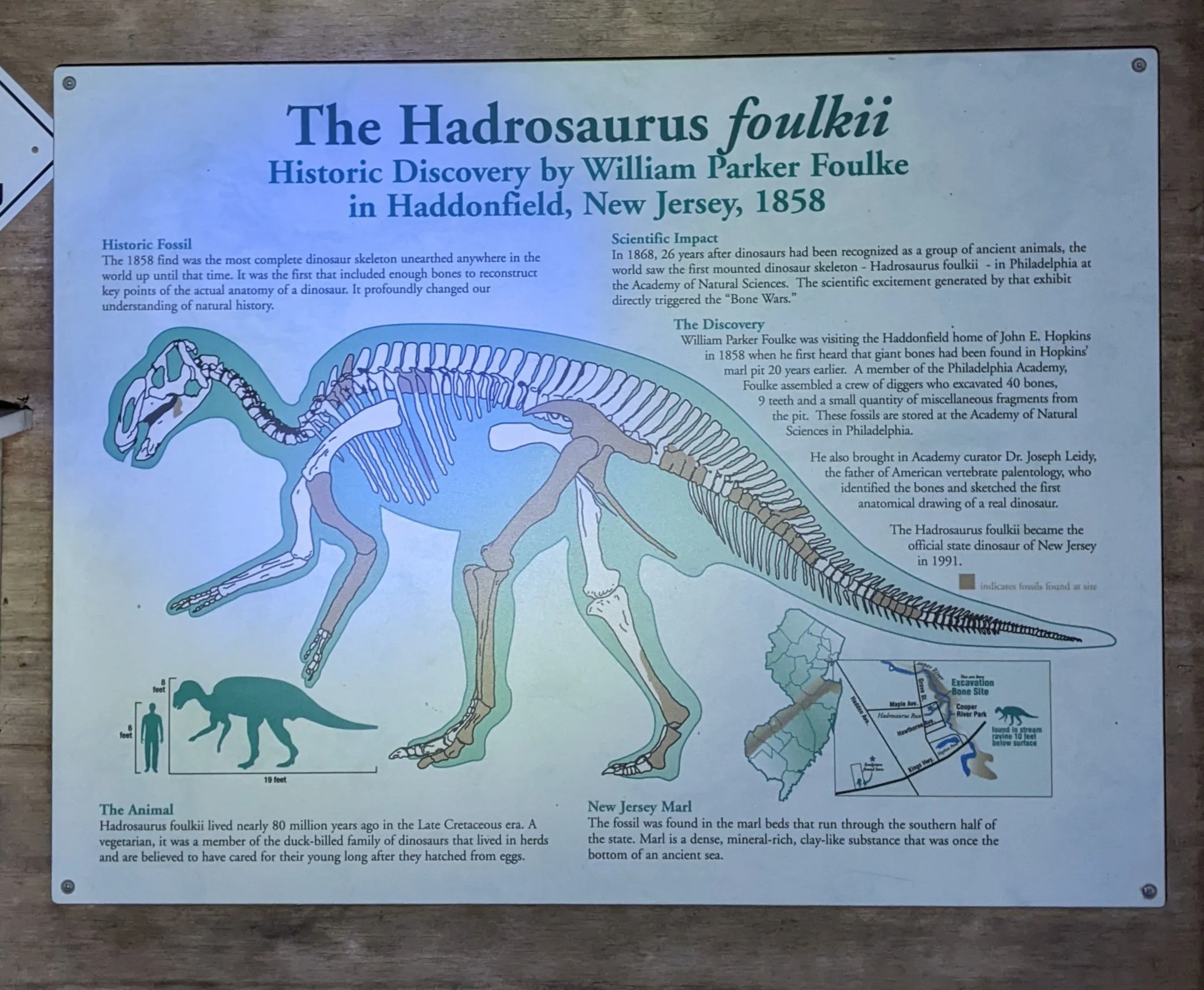 Hadrosaurus foulkii: Unearthing the Fossil Site & Sculpture — Garden ...