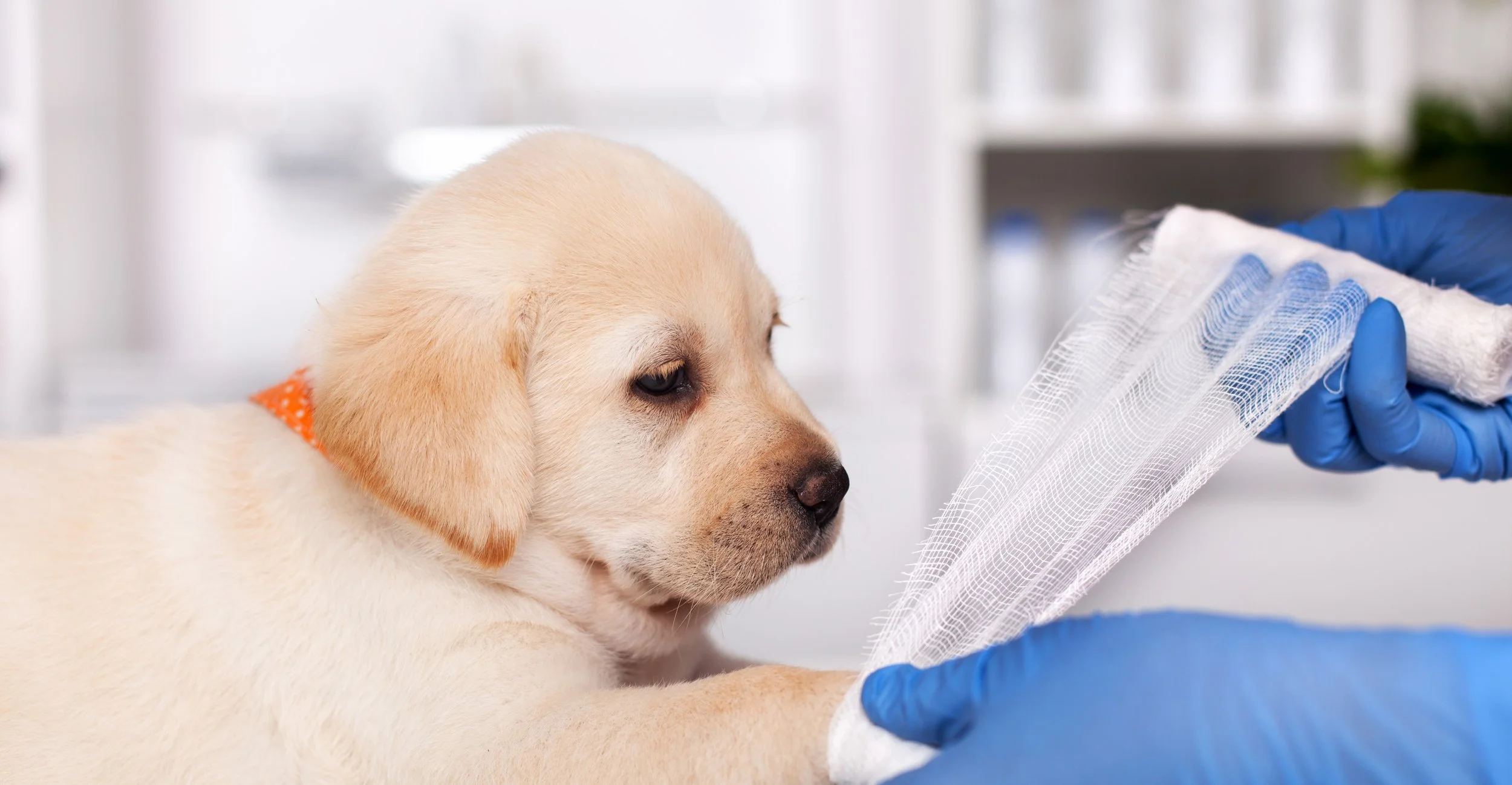 About — East Carolina Animal Emergency