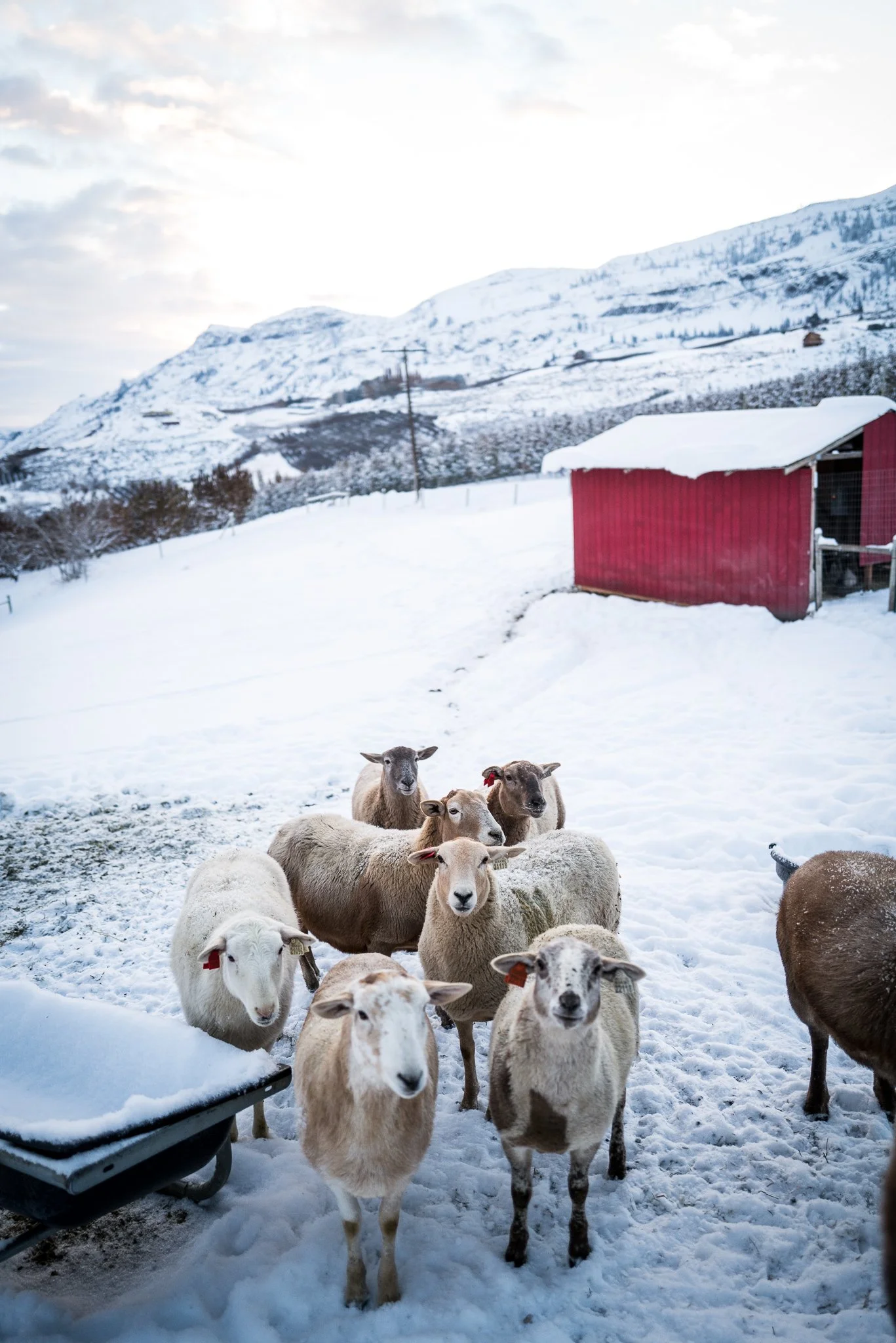 Lamb Meat: Cutting, wrapping, and how to cook it — The Elliott Homestead