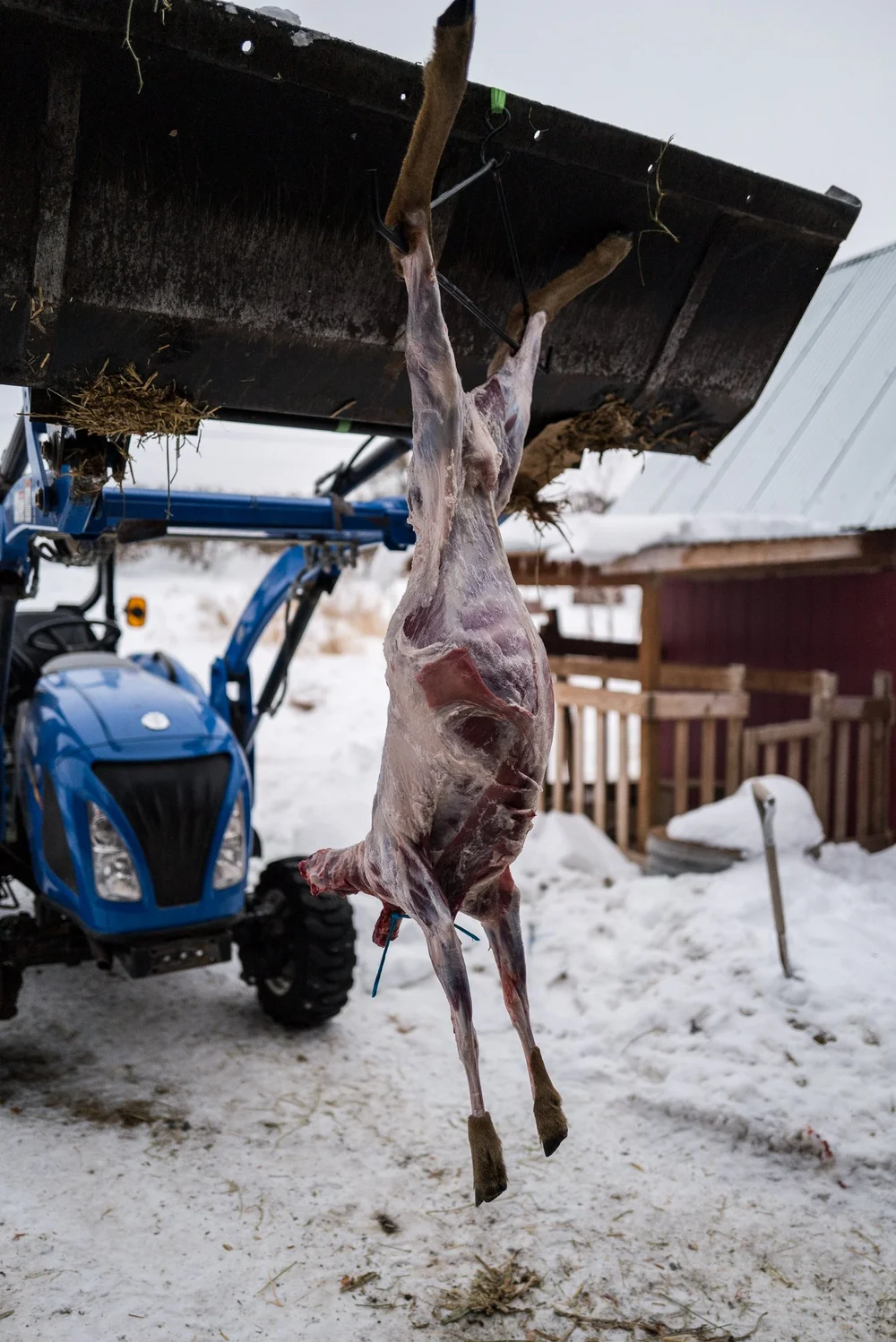 Lamb Meat: Cutting, wrapping, and how to cook it — The Elliott Homestead