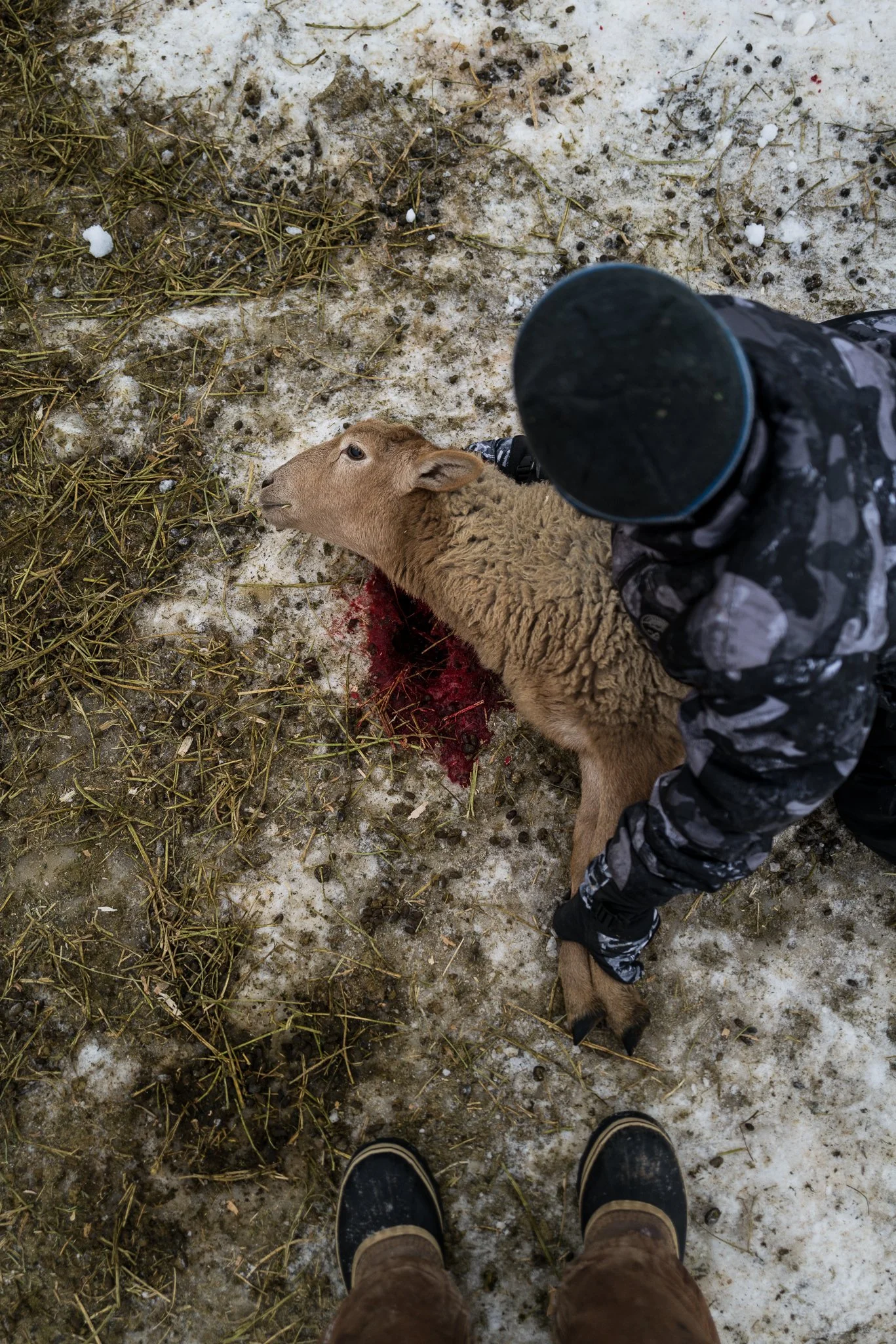 Lamb Meat: Cutting, wrapping, and how to cook it — The Elliott Homestead