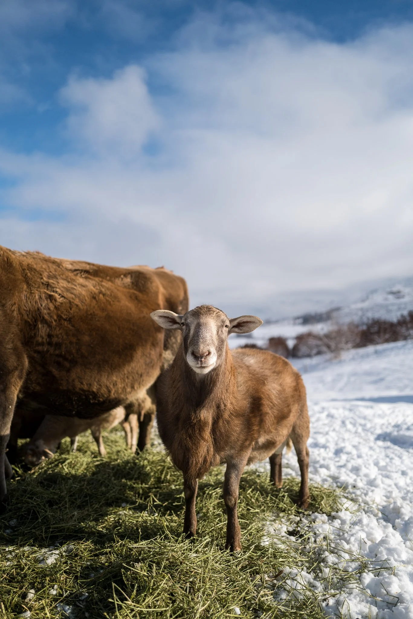 Lamb Meat: Cutting, wrapping, and how to cook it — The Elliott Homestead