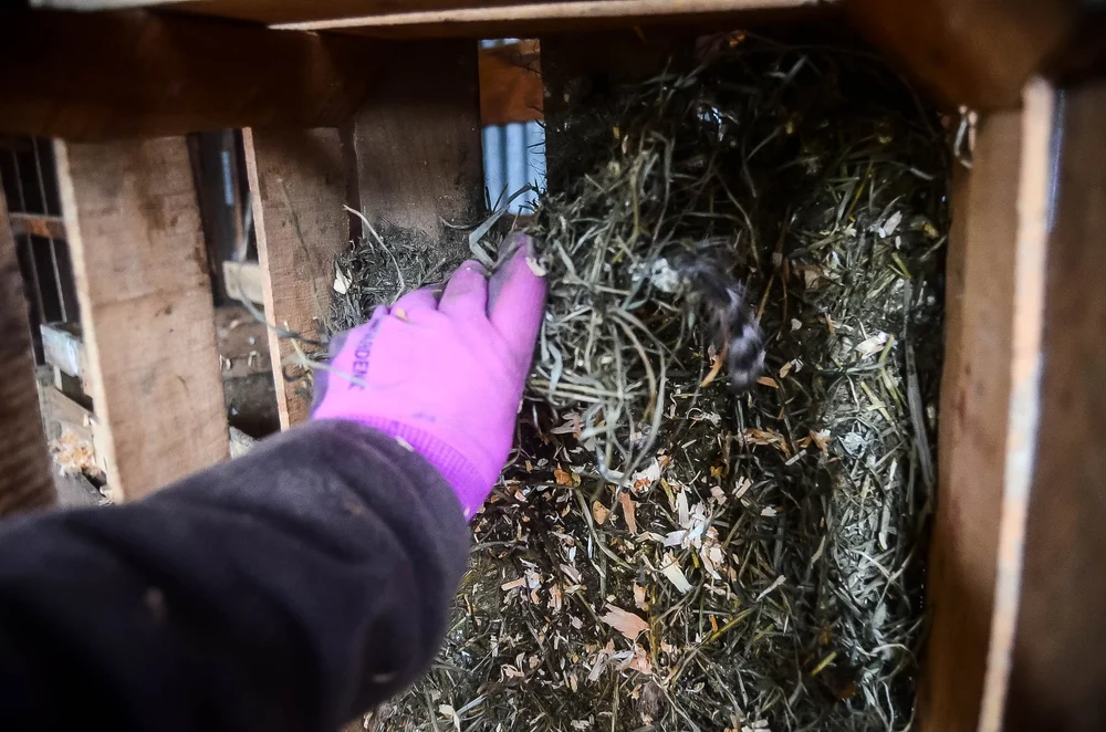 The Easiest Nesting Boxes For Your Chicken Coop — The Elliott Homestead