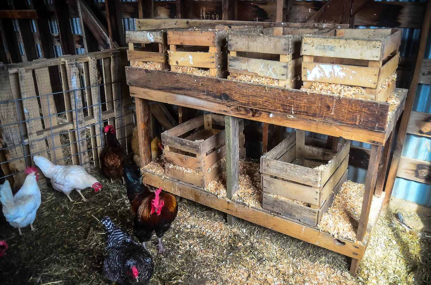 The Easiest Nesting Boxes For Your Chicken Coop — The Elliott Homestead