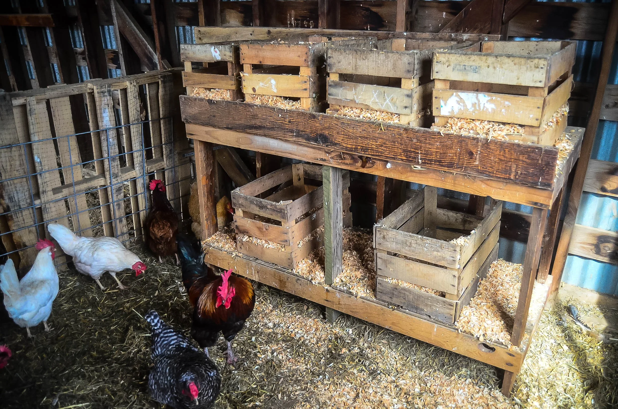 The Easiest Nesting Boxes For Your Chicken Coop — The Elliott Homestead