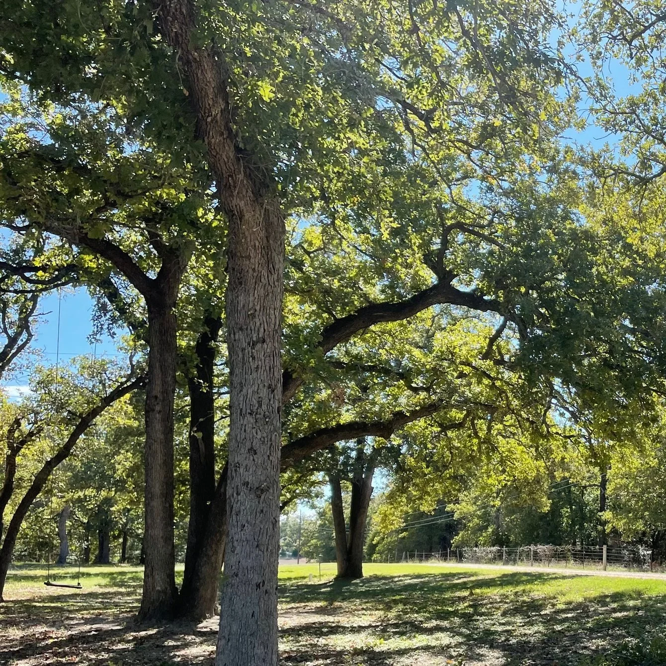 Our Services — Dynamo Dusty's Tree Service