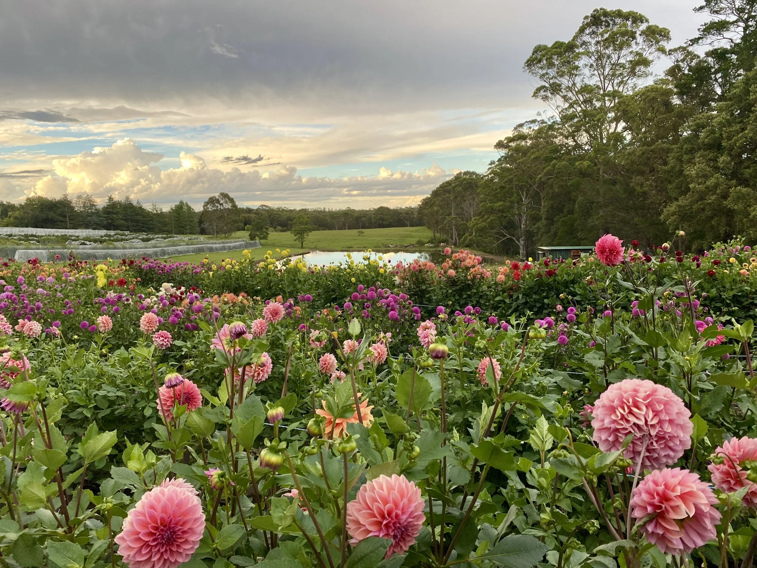 Bilpin Dahlias