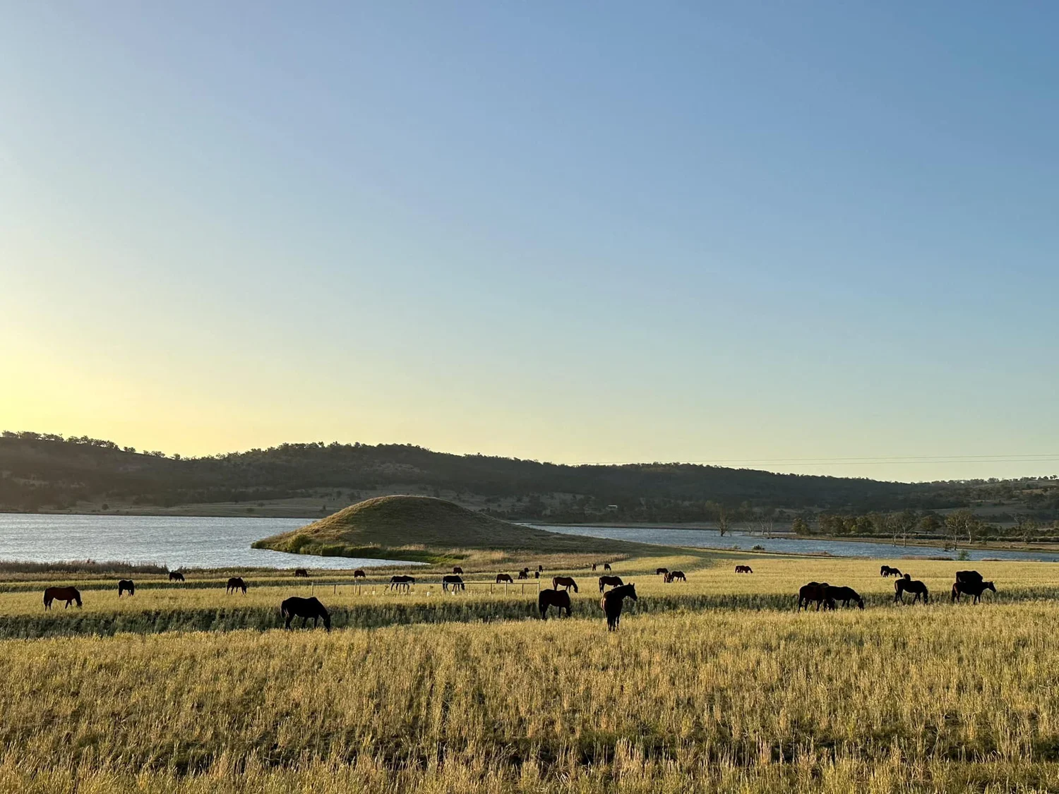 Carmyle Veterinary ServicesCarmyle Veterinary Services, Allan Simson’s