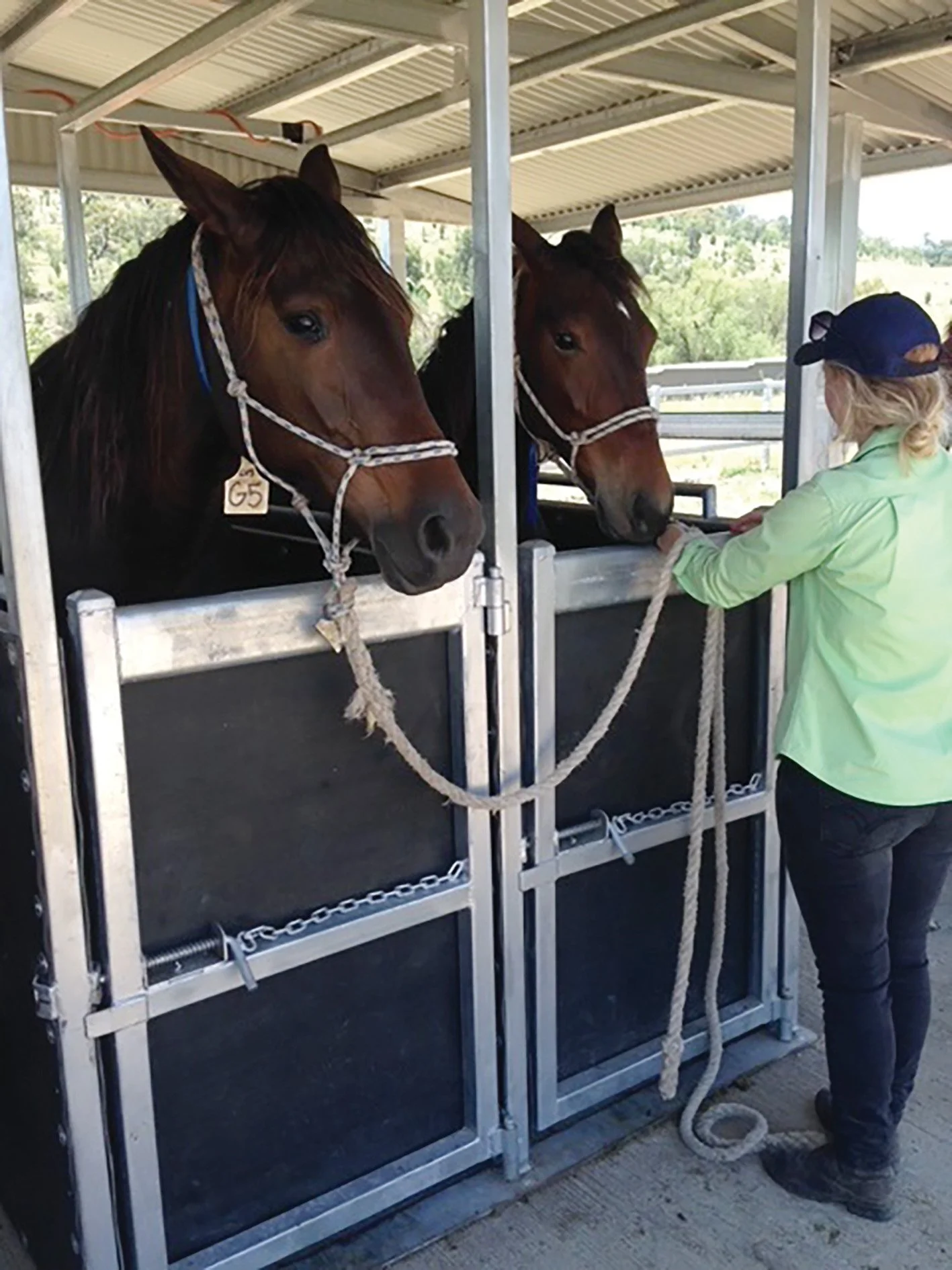 Artificial Insemination — Carmyle Veterinary Services